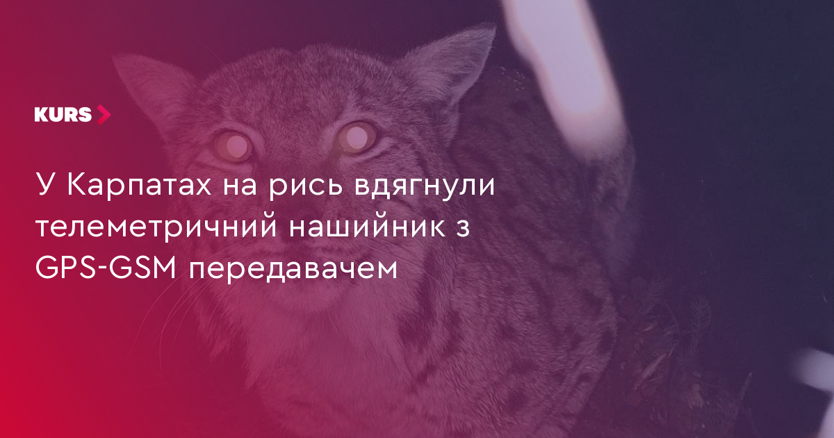 У Карпатах на рись вдягнули телеметричний нашийник з GPS-GSM ...